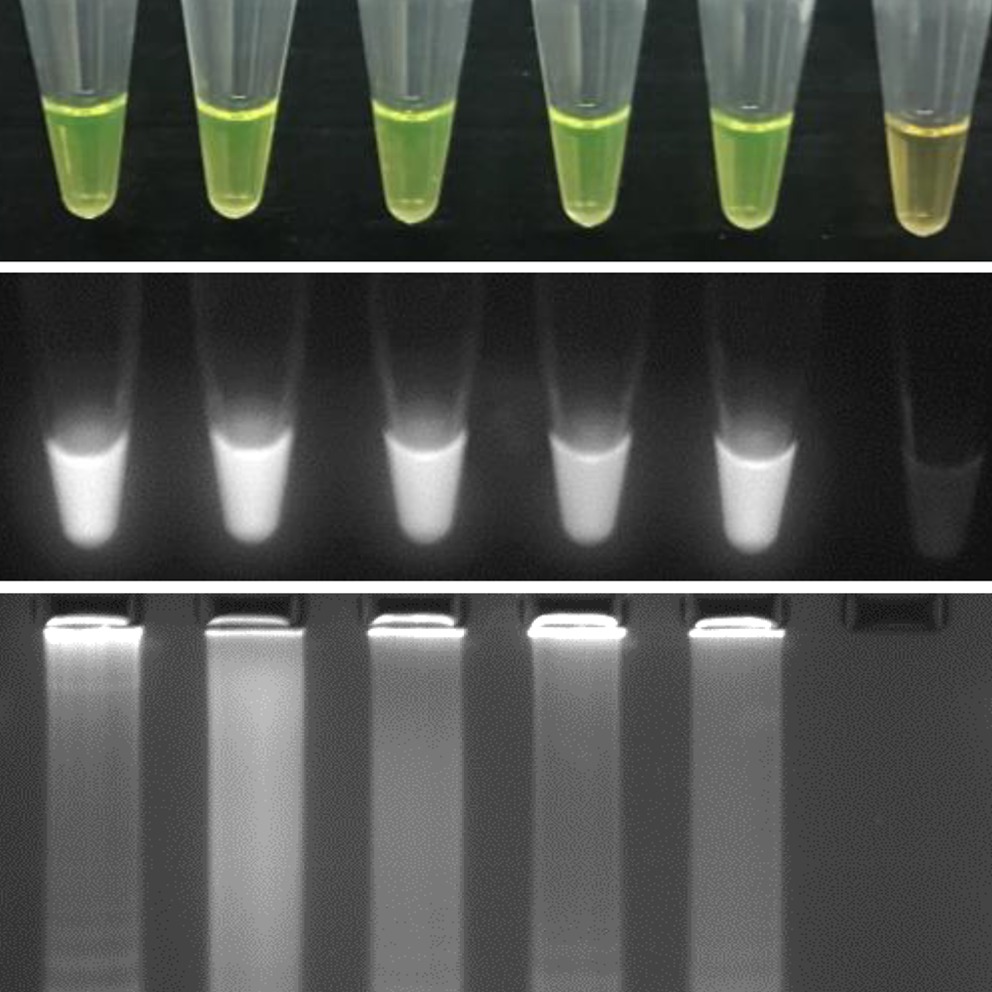 Open Enzyme Expression Guide – Open Bioeconomy Lab